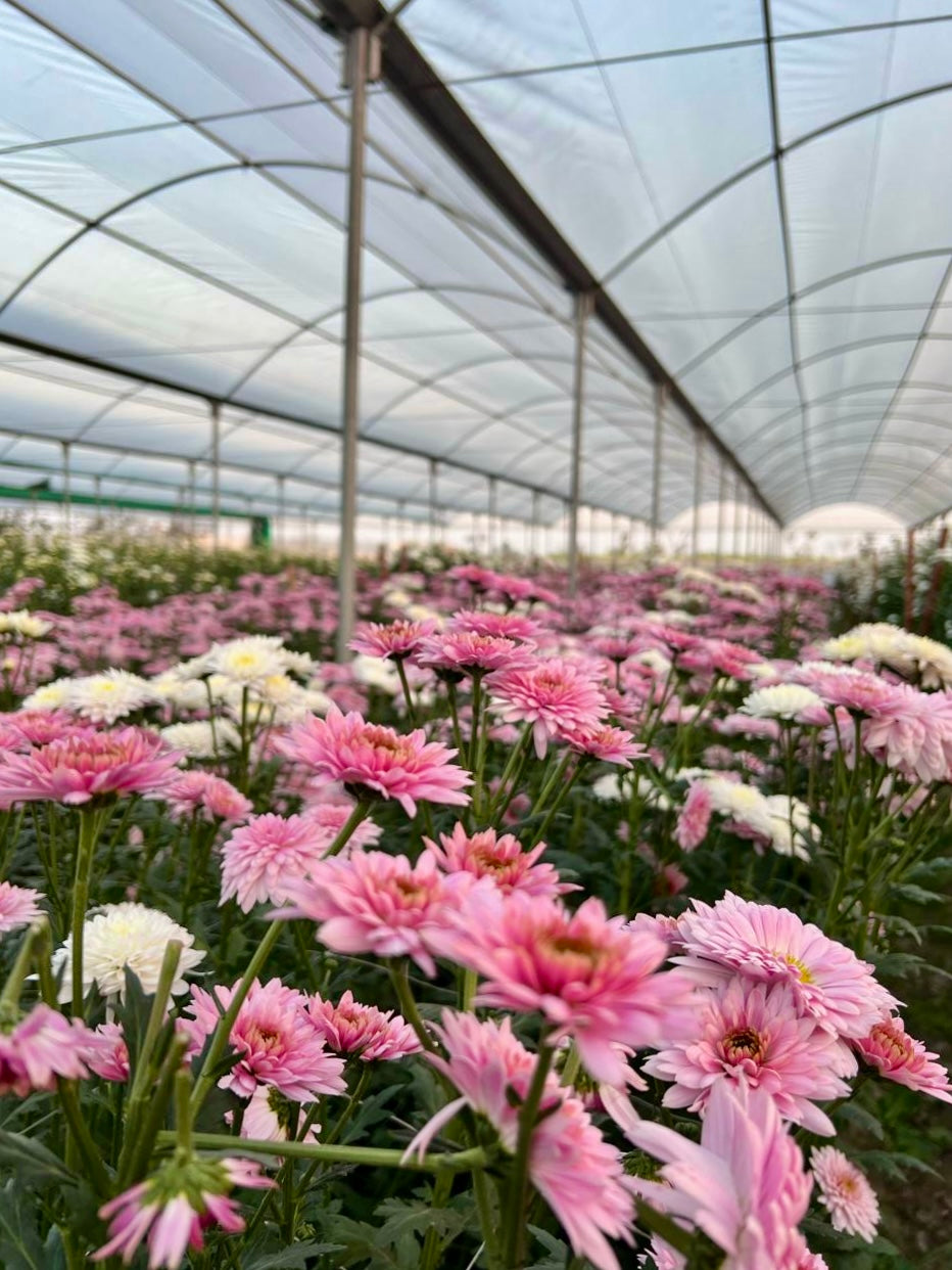 Blooms & Bouquets: Fresh Flowers Express Emotion | Gulbaan